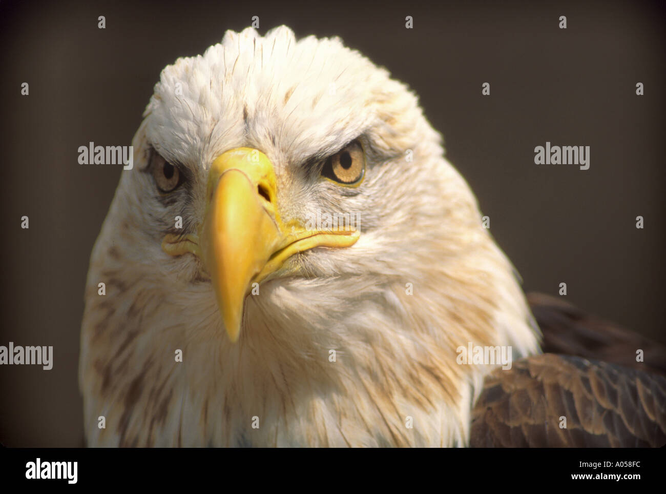 BE-101 ANGRY BALD EAGLE Stock Photo - Alamy