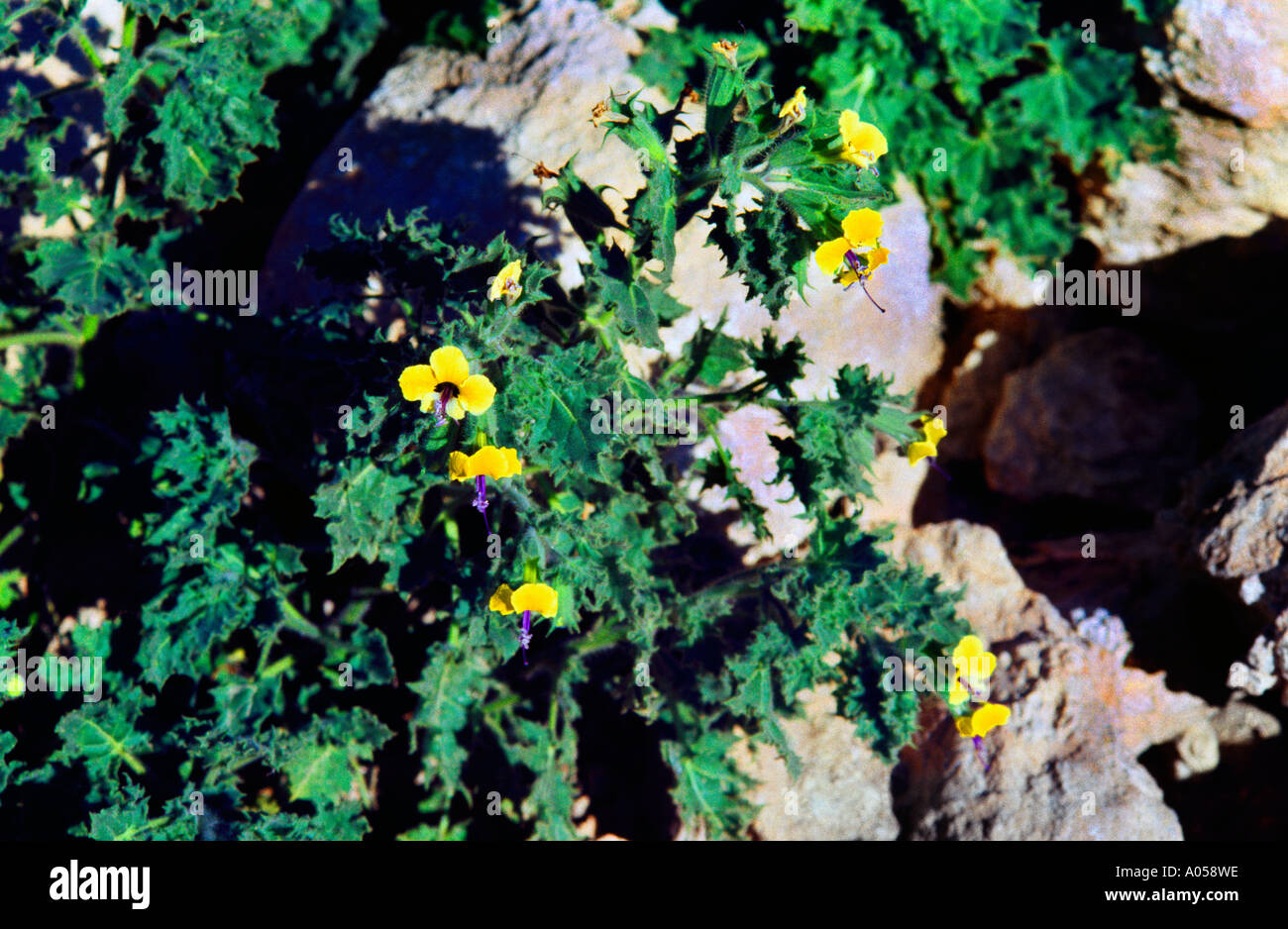 Jerash jordan flowers hi-res stock photography and images - Alamy