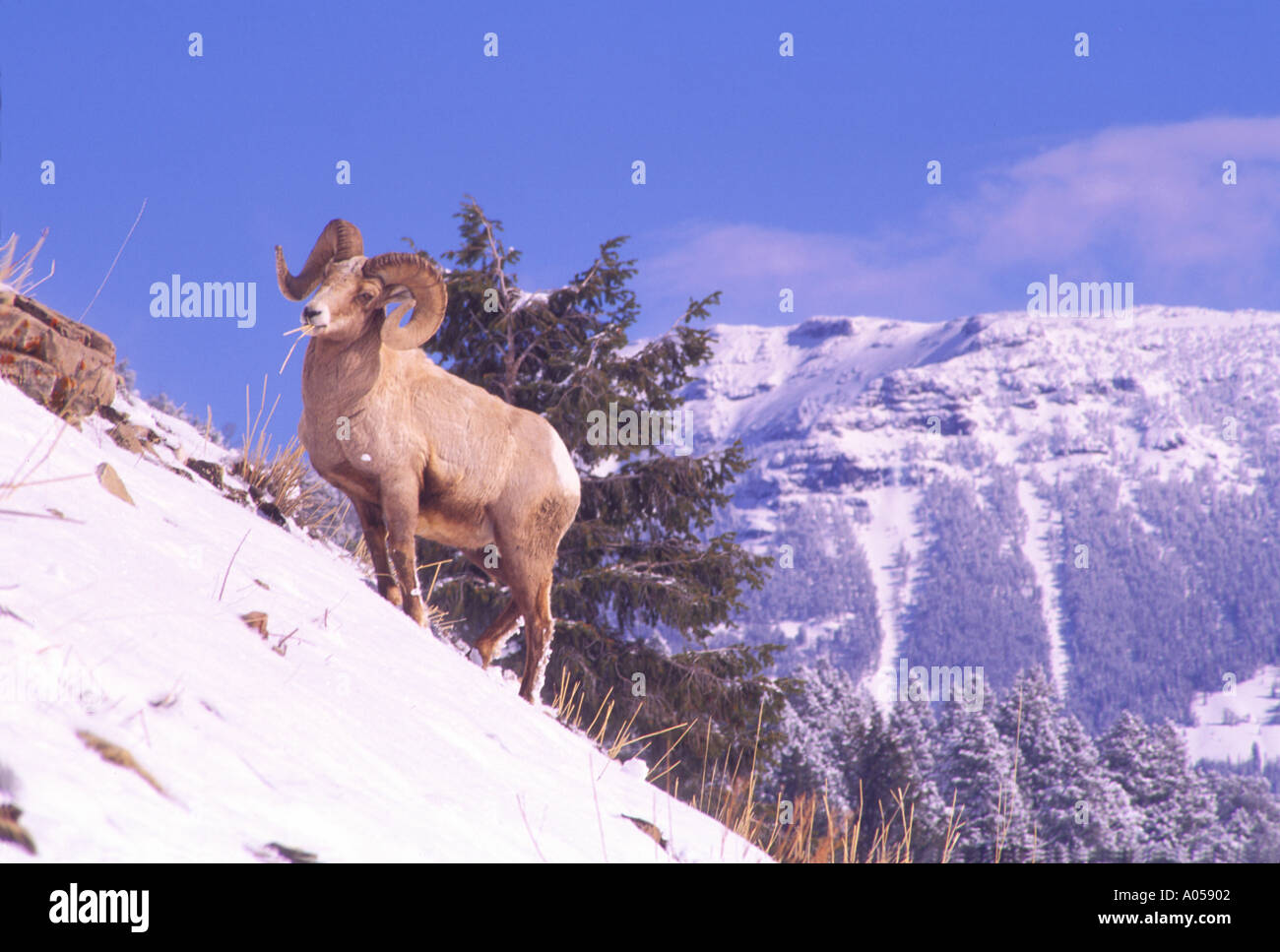 Sheep Mountain Wy High Resolution Stock Photography and Images - Alamy