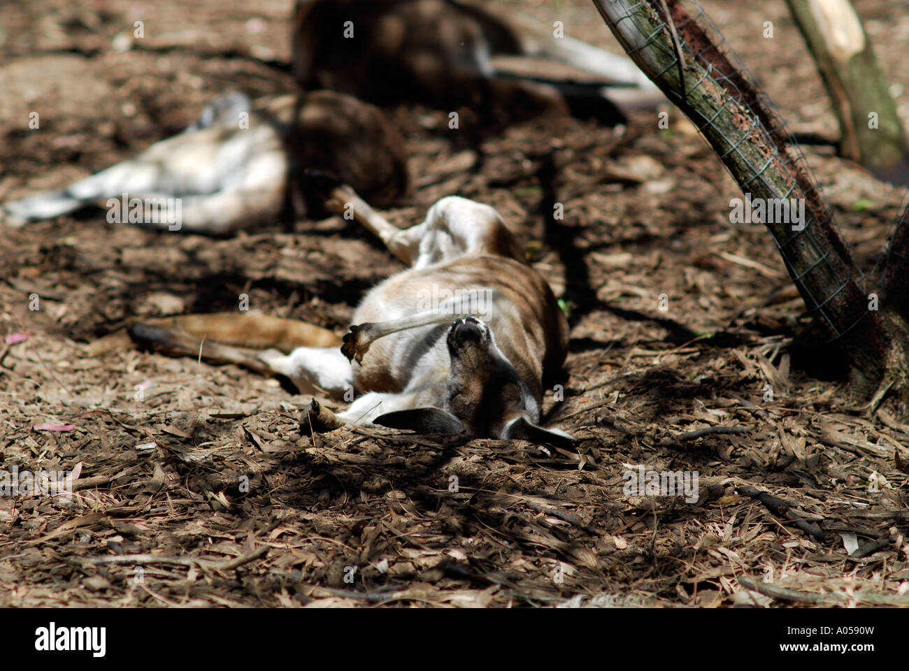Kangaroo chill hi-res stock photography and images - Alamy