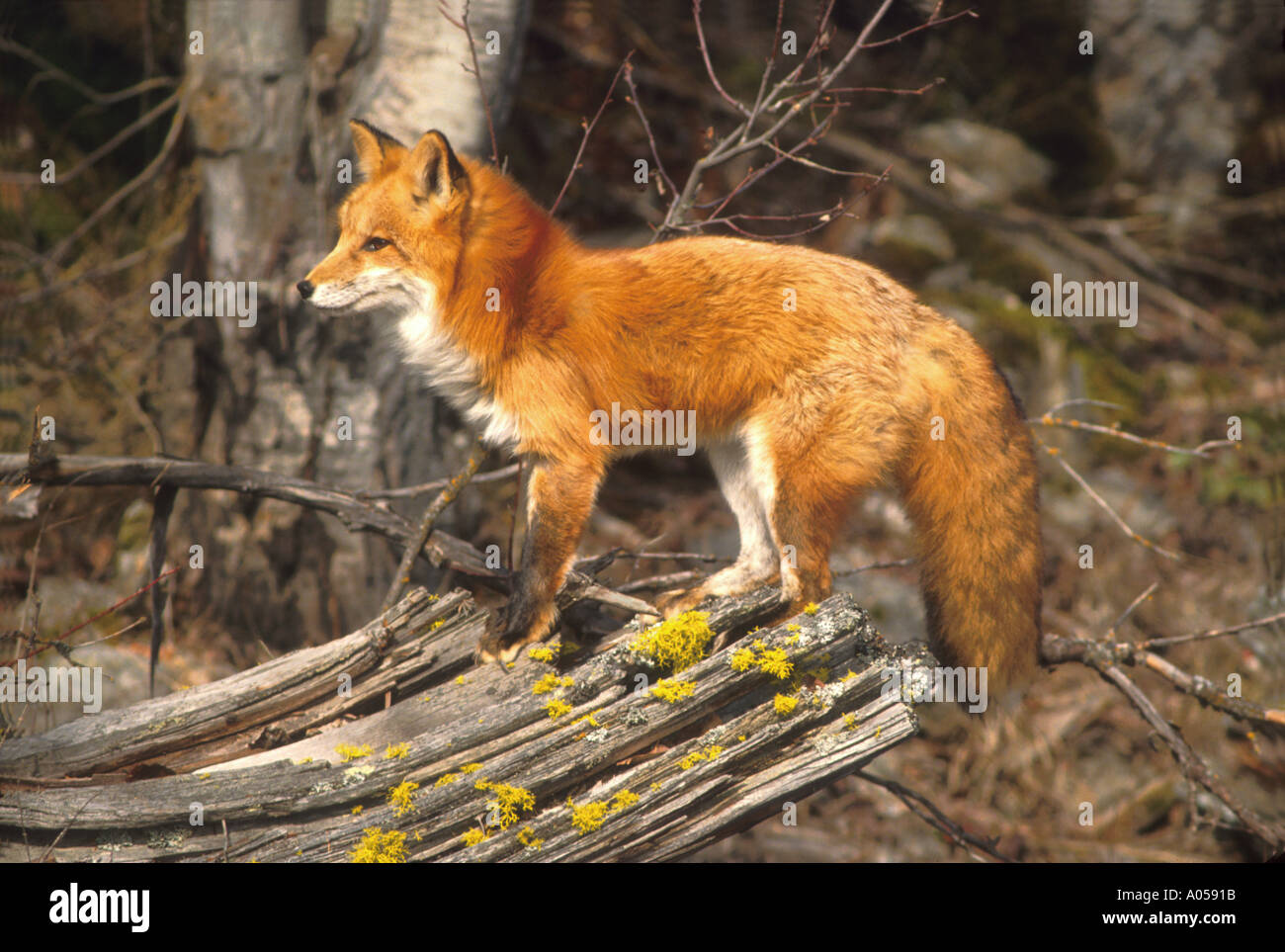 Red fox on log hi-res stock photography and images - Alamy