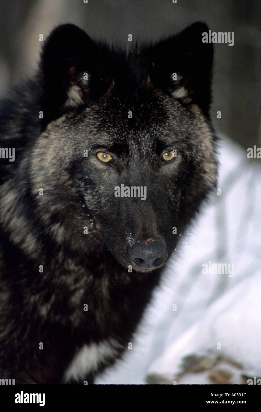 MW-75 DARK PHASE GRAY WOLF CLOSE UP Stock Photo - Alamy