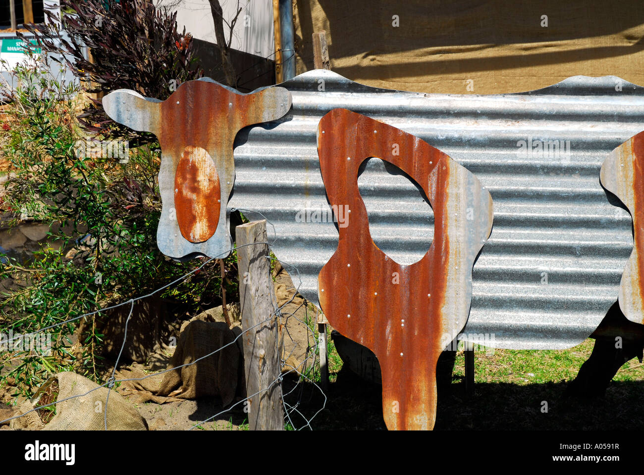 corrugated iron cow Stock Photo - Alamy