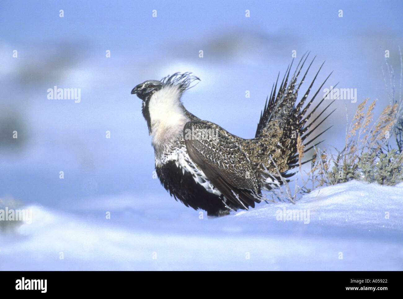 Sage grouse wyoming hi-res stock photography and images - Alamy