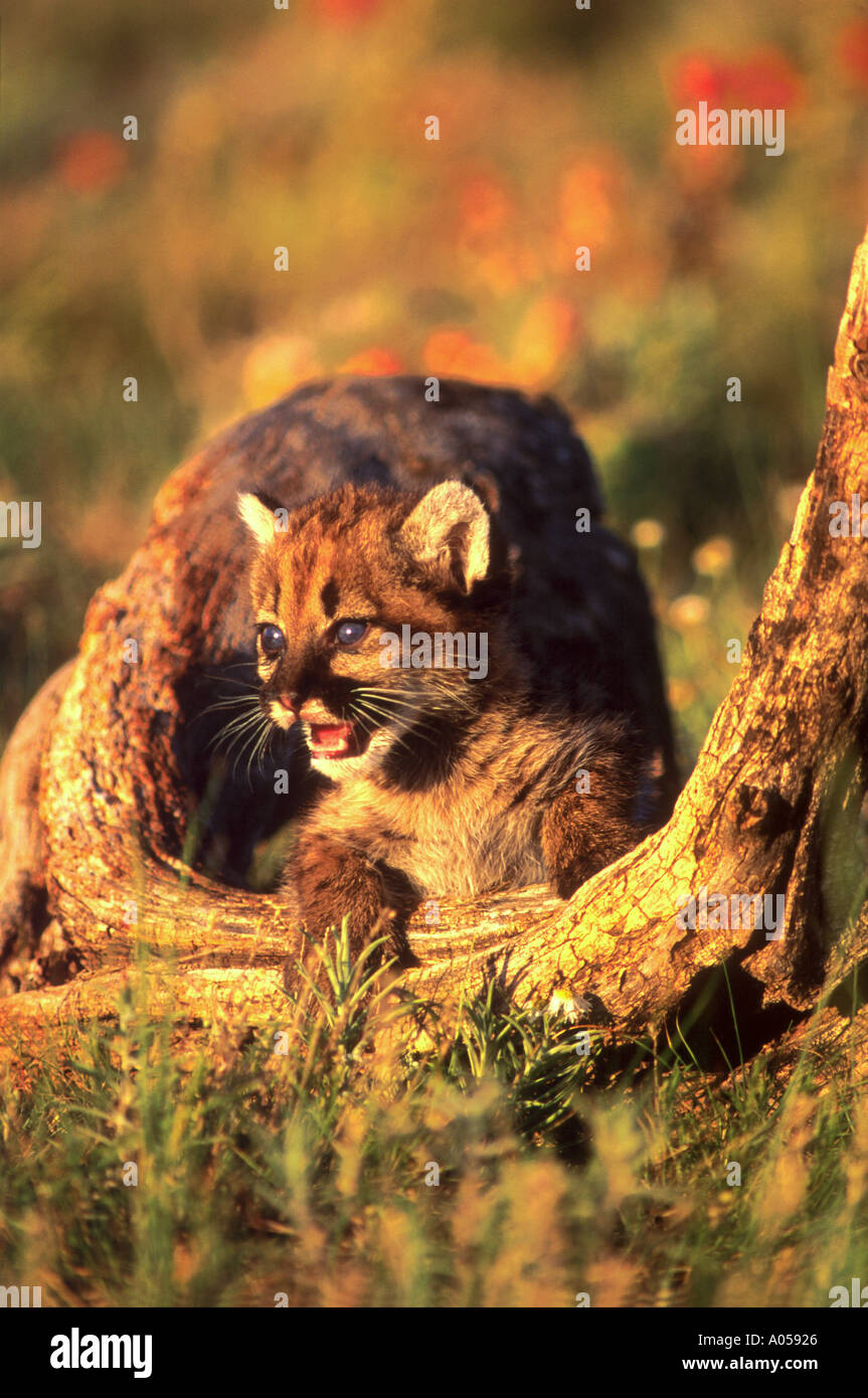 MC4-255 BABY MOUNTAIN LION IN DEAD LIMB Stock Photo - Alamy