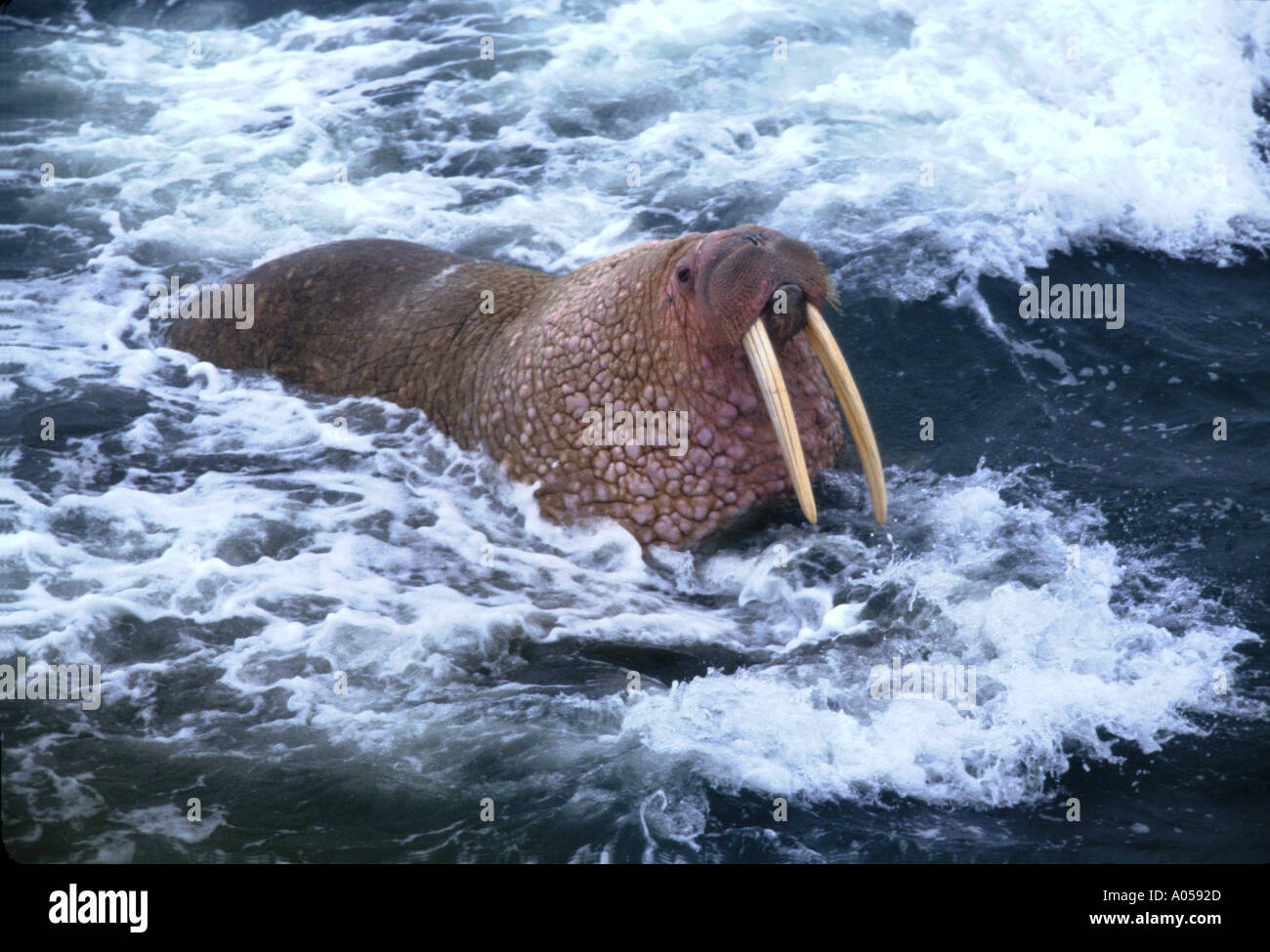 MSL-244 WALRUS IN MAGGY BEACH SURF Stock Photo - Alamy