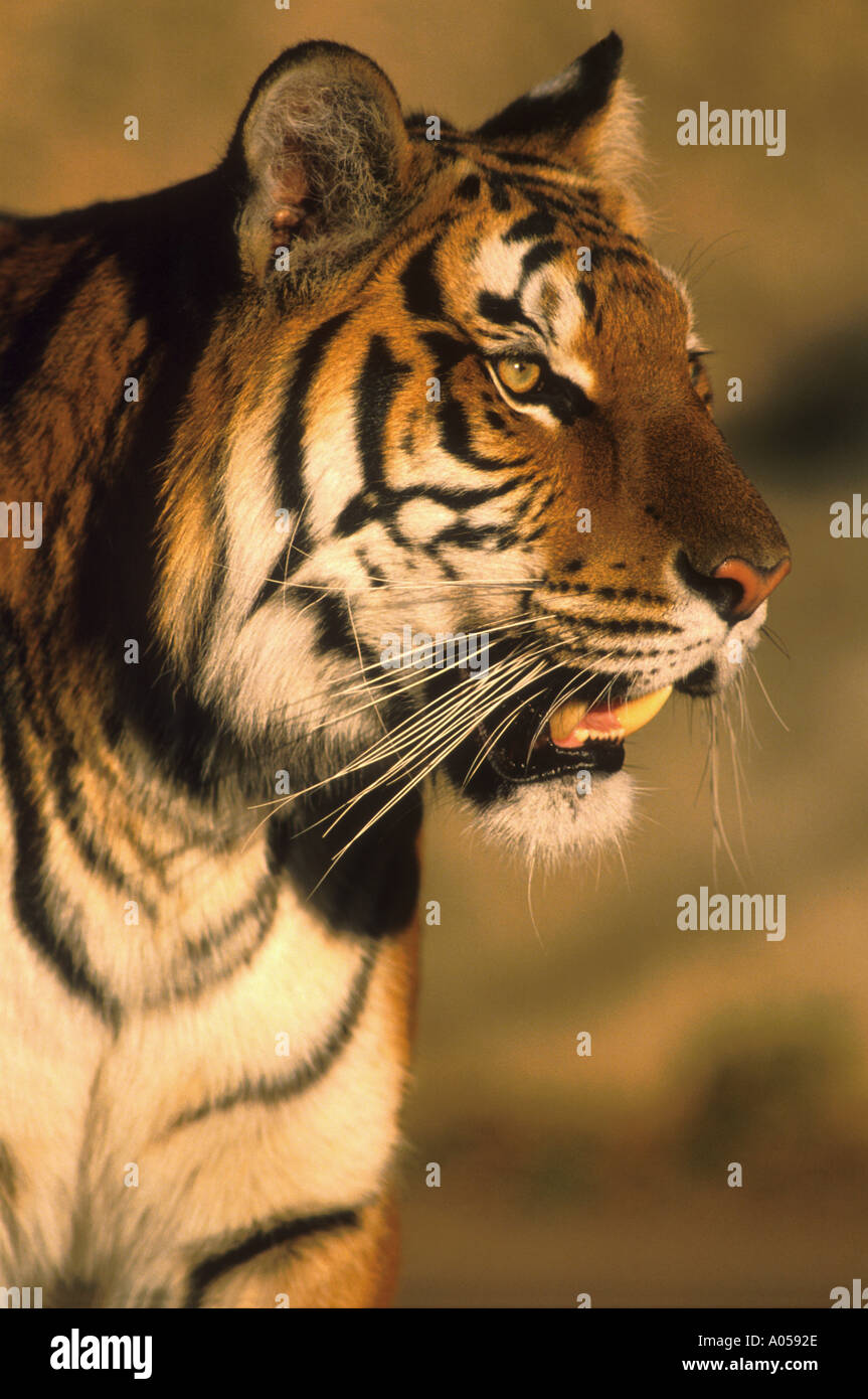 MC-23 ALERT TIGER Stock Photo - Alamy