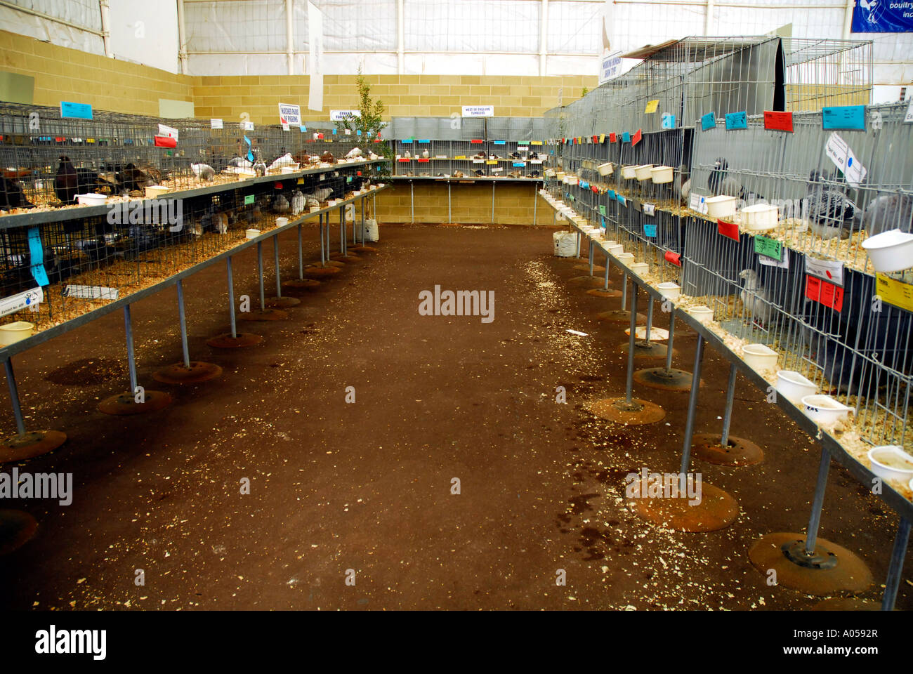 rows of caged poultry, Perth Royal Show, Western Australia 2006 Stock ...
