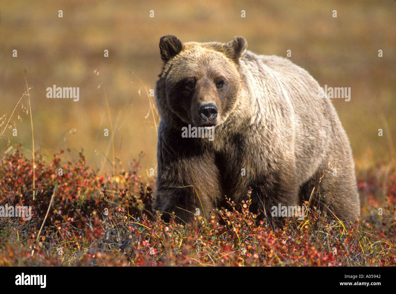 MBB-111 BROWN BEAR IN FALL BERRY PATCH Stock Photo - Alamy