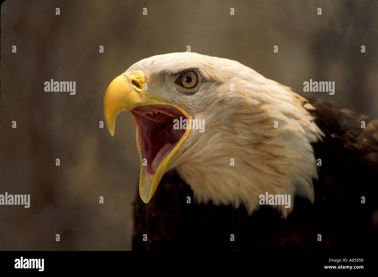 Angry bald eagle haliaeetus leucocephalus hi-res stock photography and ...