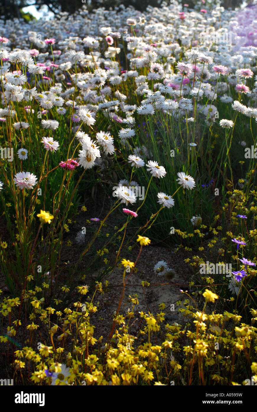 Australian everlasting wildflowers Stock Photo - Alamy