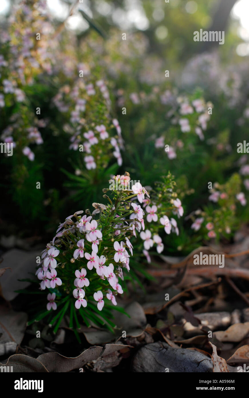 Common Beaked Triggerplant (Stylidiaceae adnatum) in full flower Stock ...