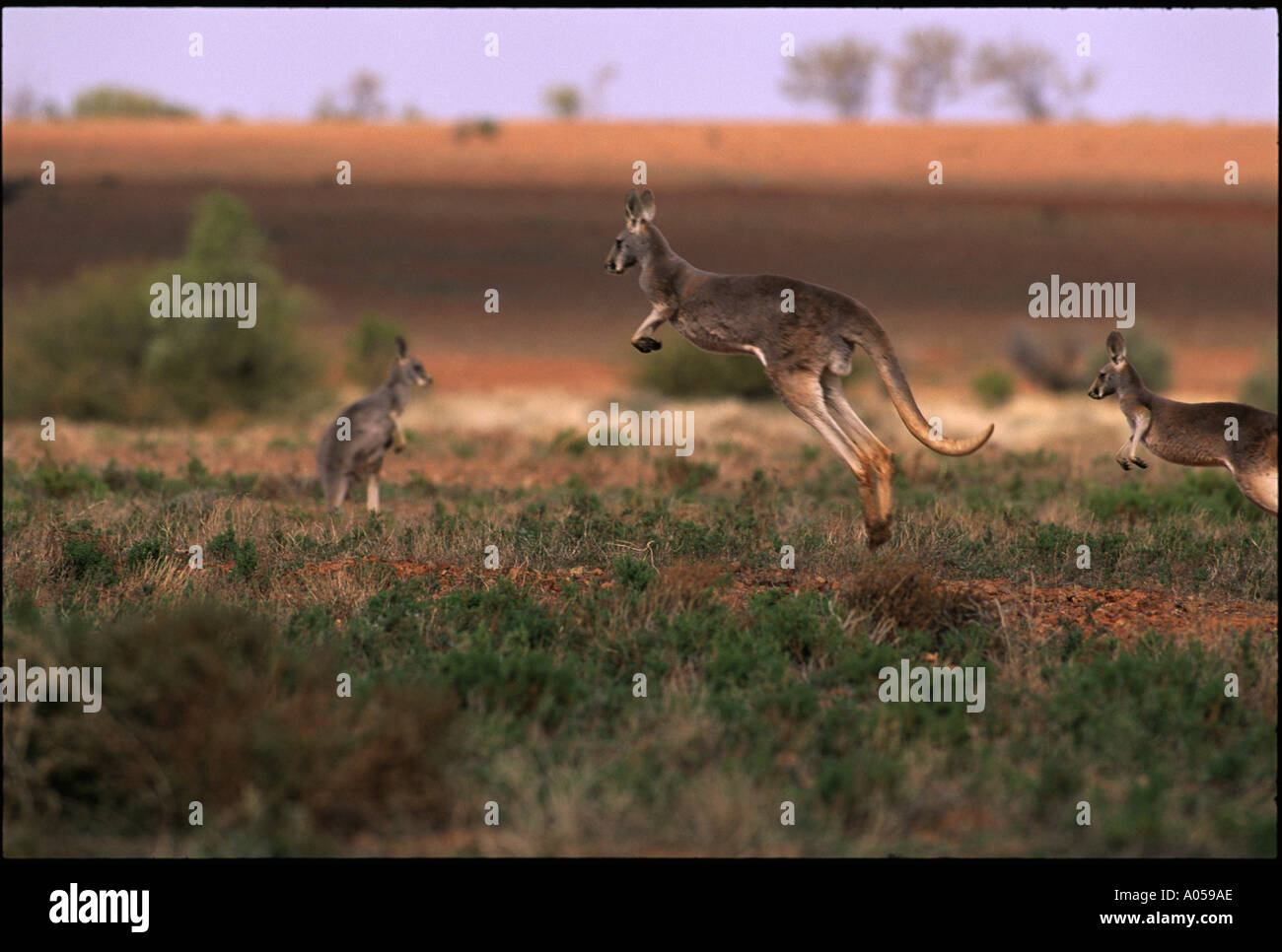 Hopping Kangaroo s, Outback Australia Stock Photo - Alamy