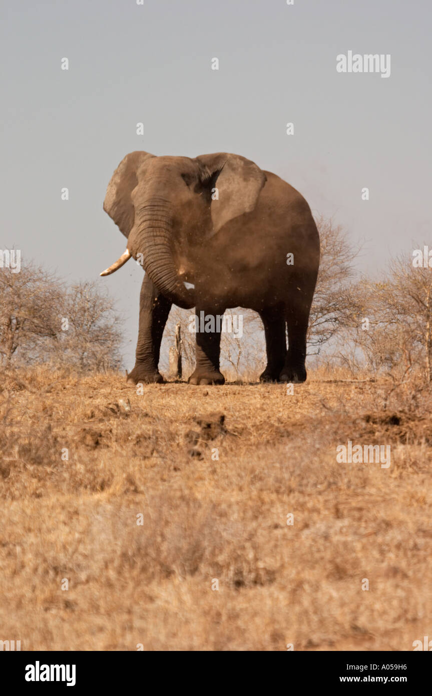 Male elephant blowing dust over his back Stock Photo - Alamy