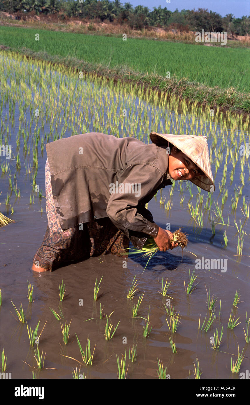 Rice workers in laos paddy field hi-res stock photography and images ...
