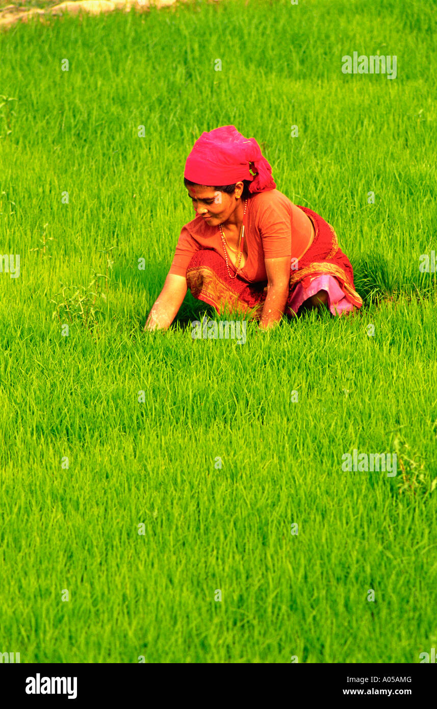 Local woman working in the rice paddies hi-res stock photography and ...