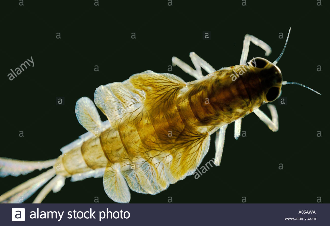 Mayfly nymph Ephemeroptera Stock Photo: 5648665 - Alamy