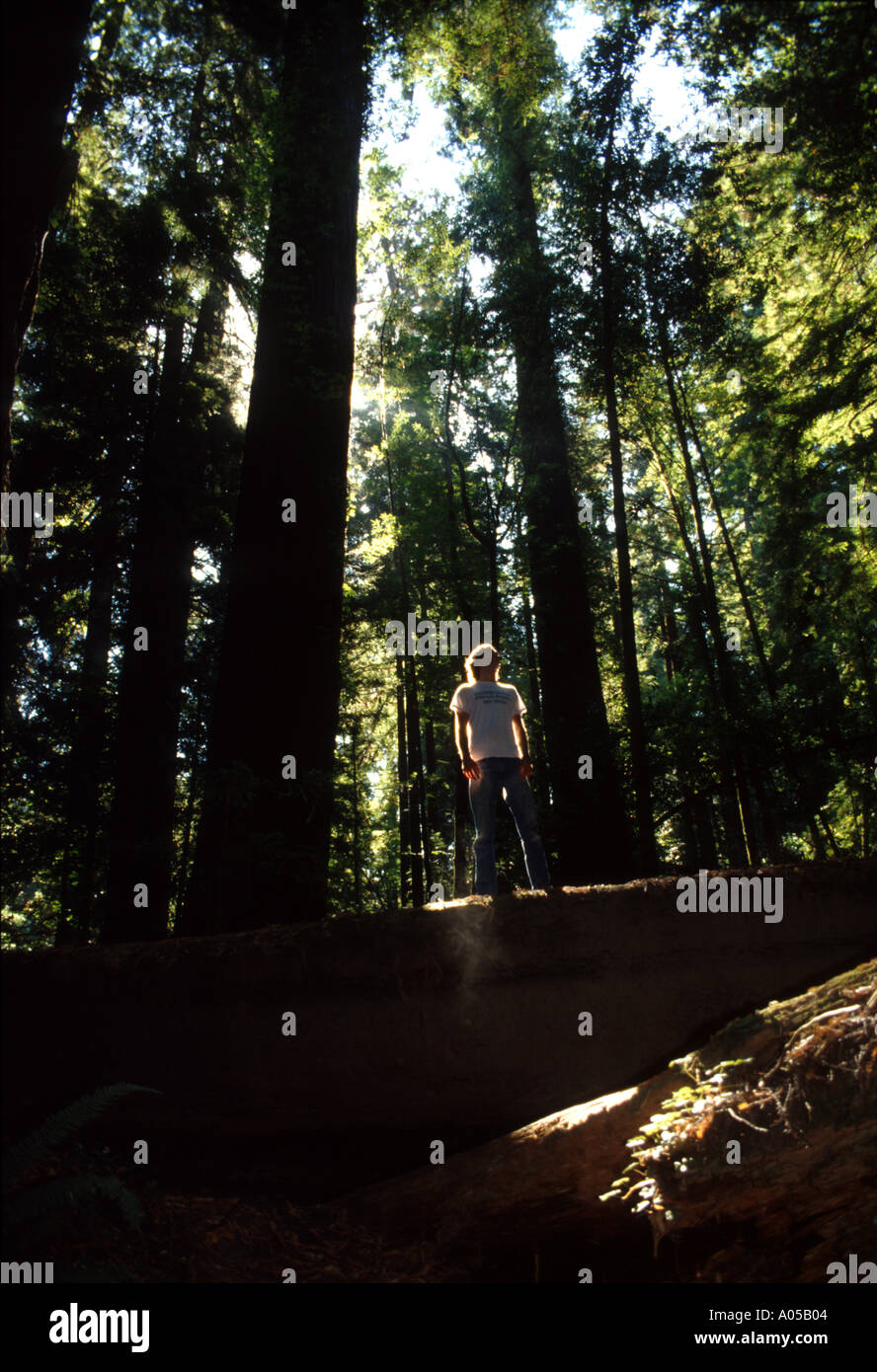 California Giant Sequoias Stock Photo - Alamy