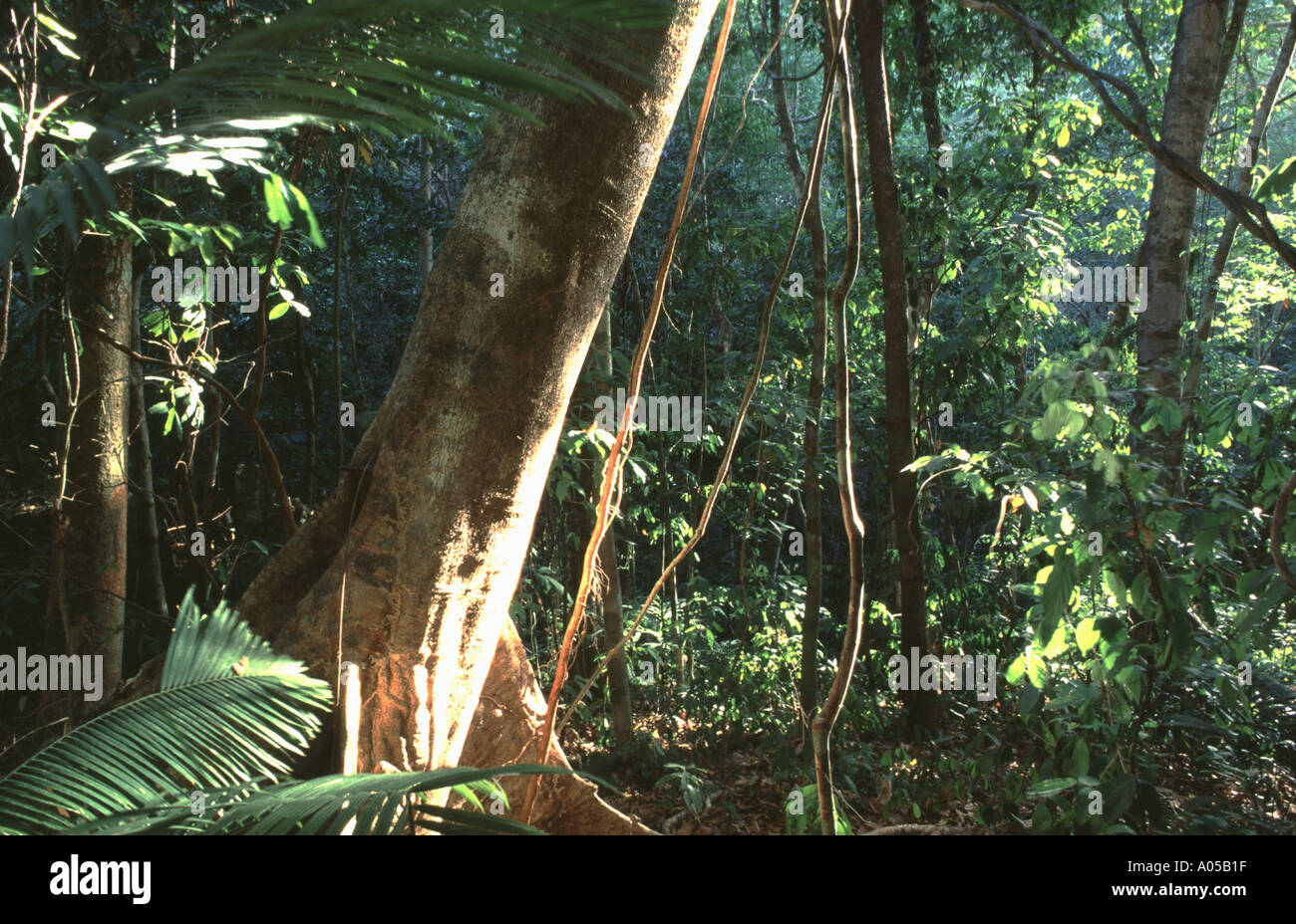Lowland tropical rainforest, on Lagen Island, El Nido, in Palawan, the ...