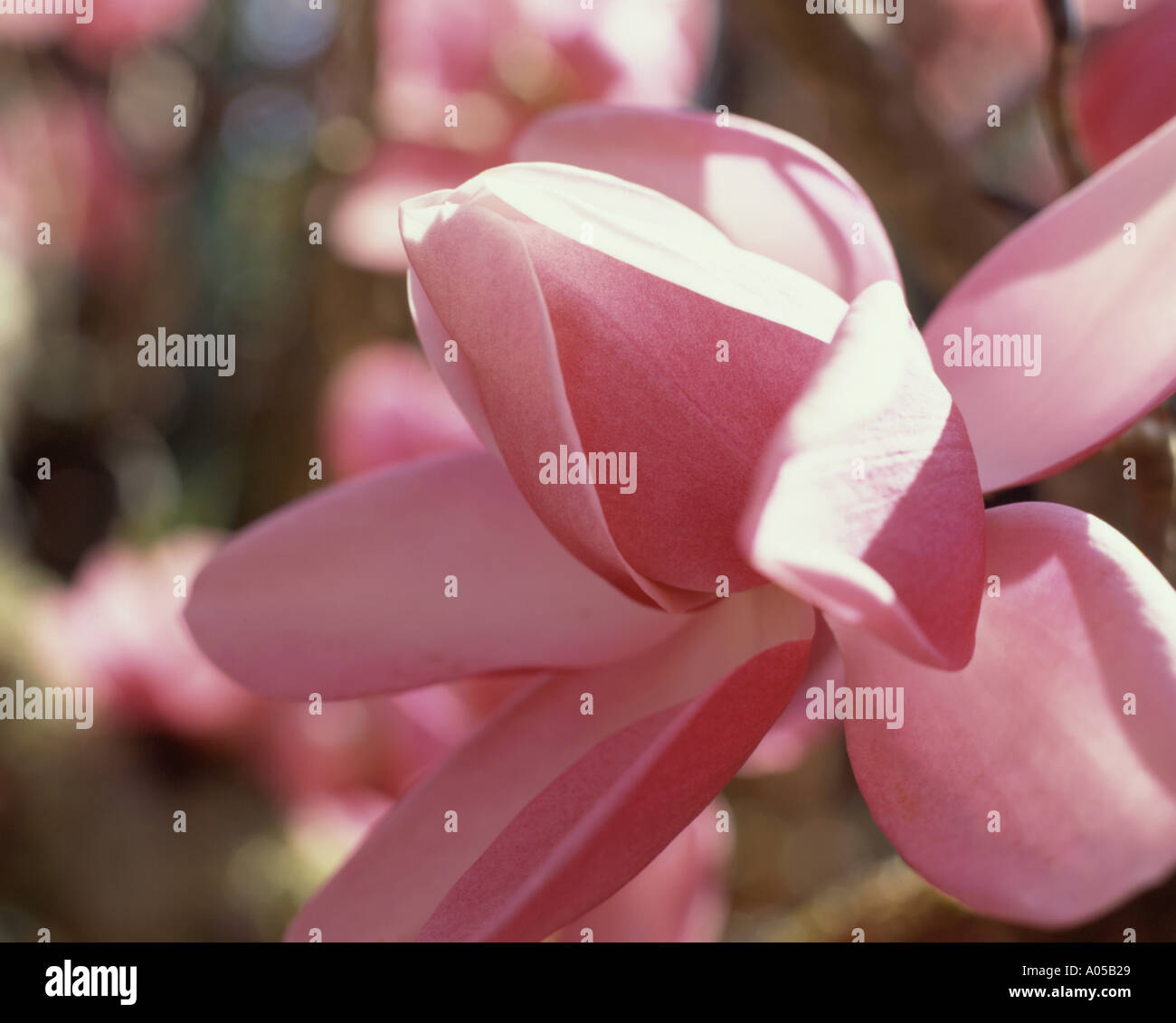 A magnolia flower in spring, Devon, Great Britain Stock Photo - Alamy