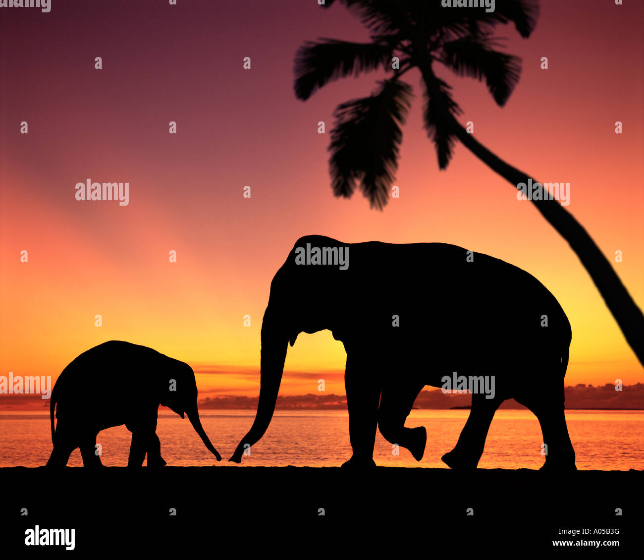 Indian Elephants Silhouetted At Sunset Stock Photo - Alamy