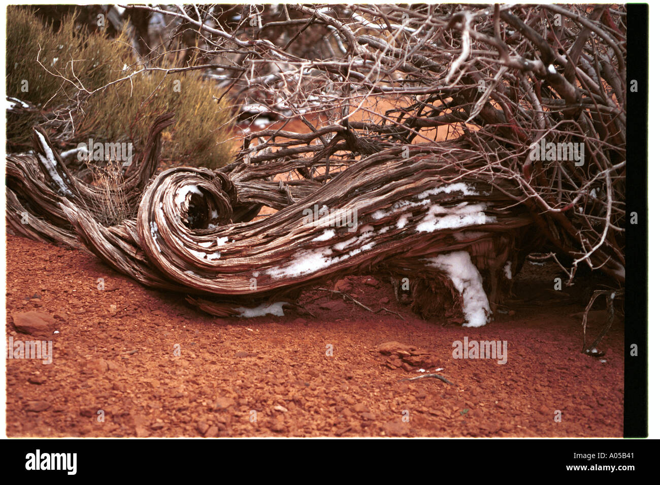 Gnarled and twisted dead wood of a bristlecone pine Stock Photo - Alamy