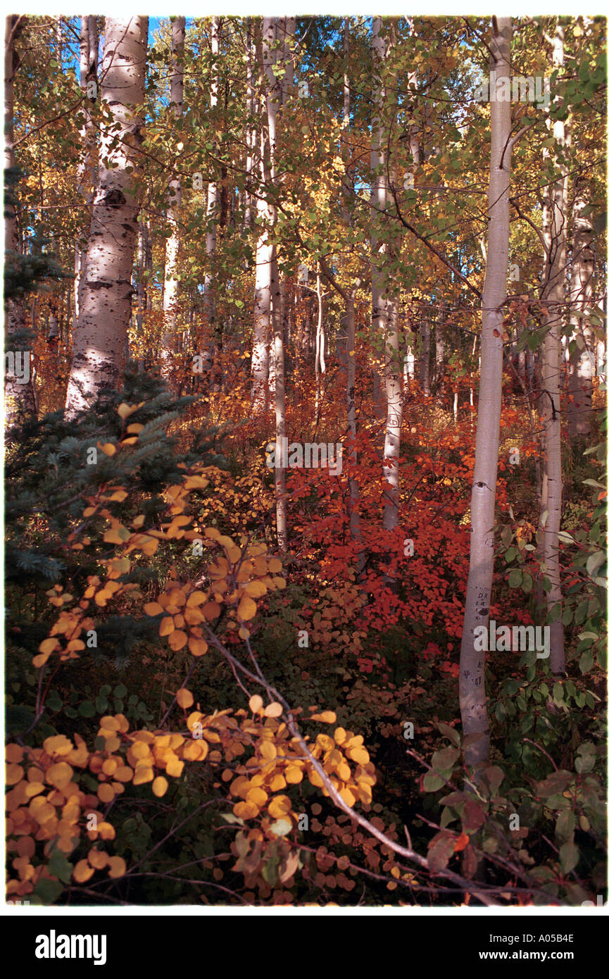 Aspen trees with autumn colors in the Rocky Mountains Colorado Stock ...