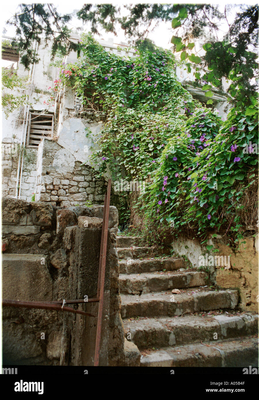 Stone steps surrounded by flowering vines Rhodes Greece Stock Photo - Alamy