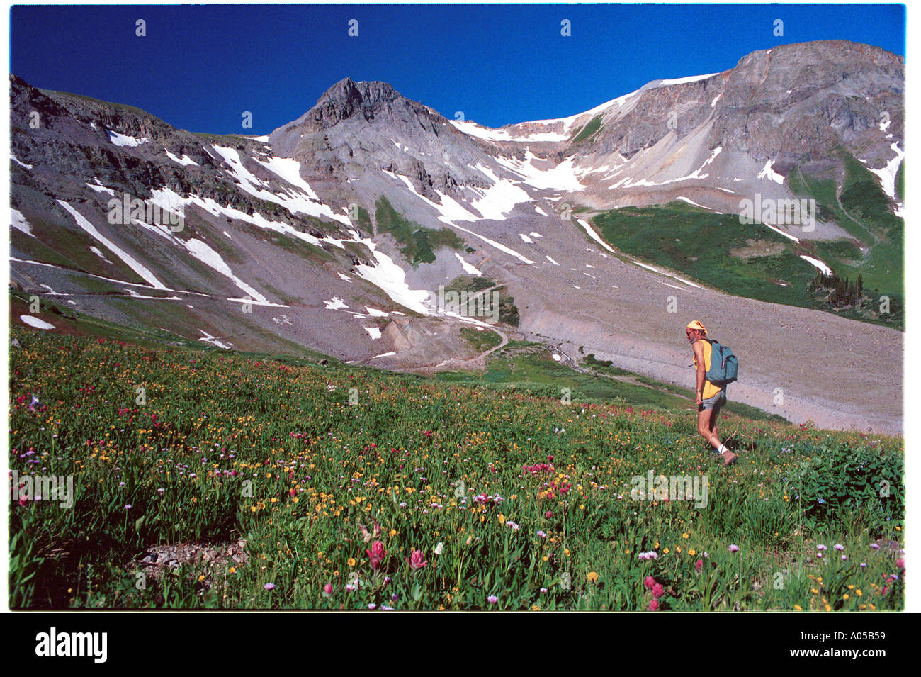 A lone hiker on a path across a wildflower meadow above timberline in ...