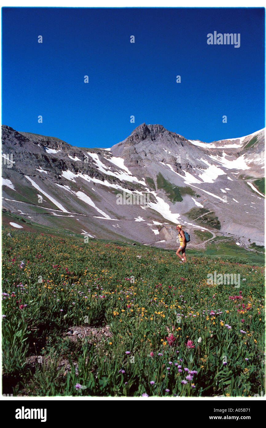 A man hikes across a field of wildflowers high in the Colorado Rocky ...