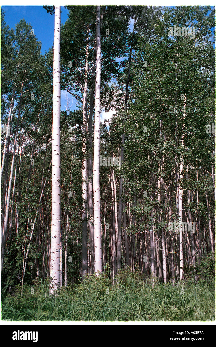 A stand of aspen trees in the Rocky Mountains Colorado Stock Photo - Alamy