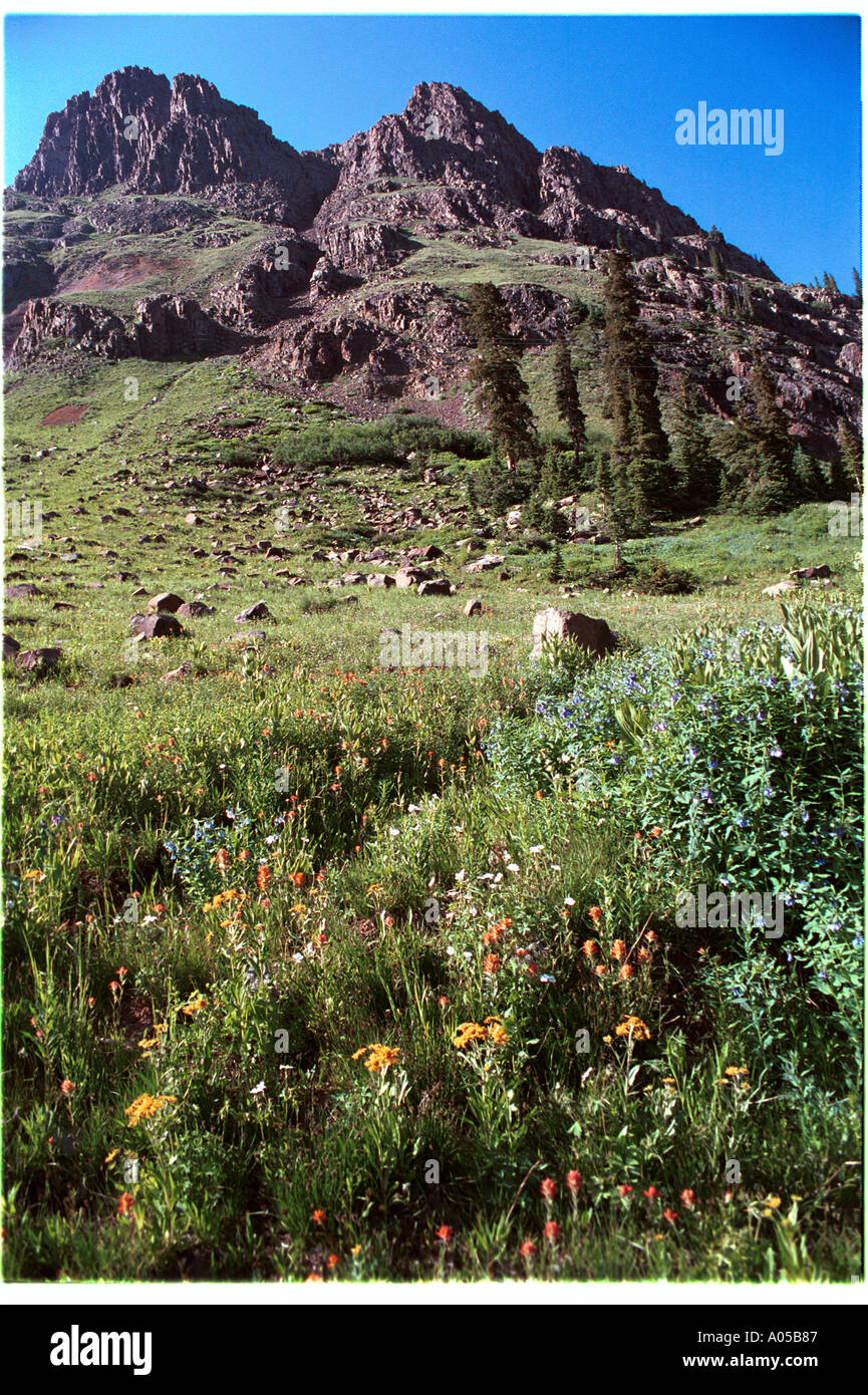 Wildflowers and mountains hi-res stock photography and images - Alamy