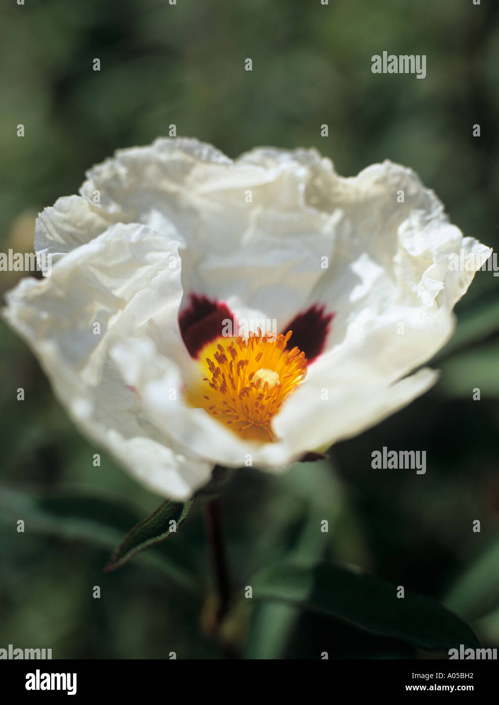 "SUN ROSE" Cistus x purpureus "Alan Fradd" flower Stock Photo - Alamy