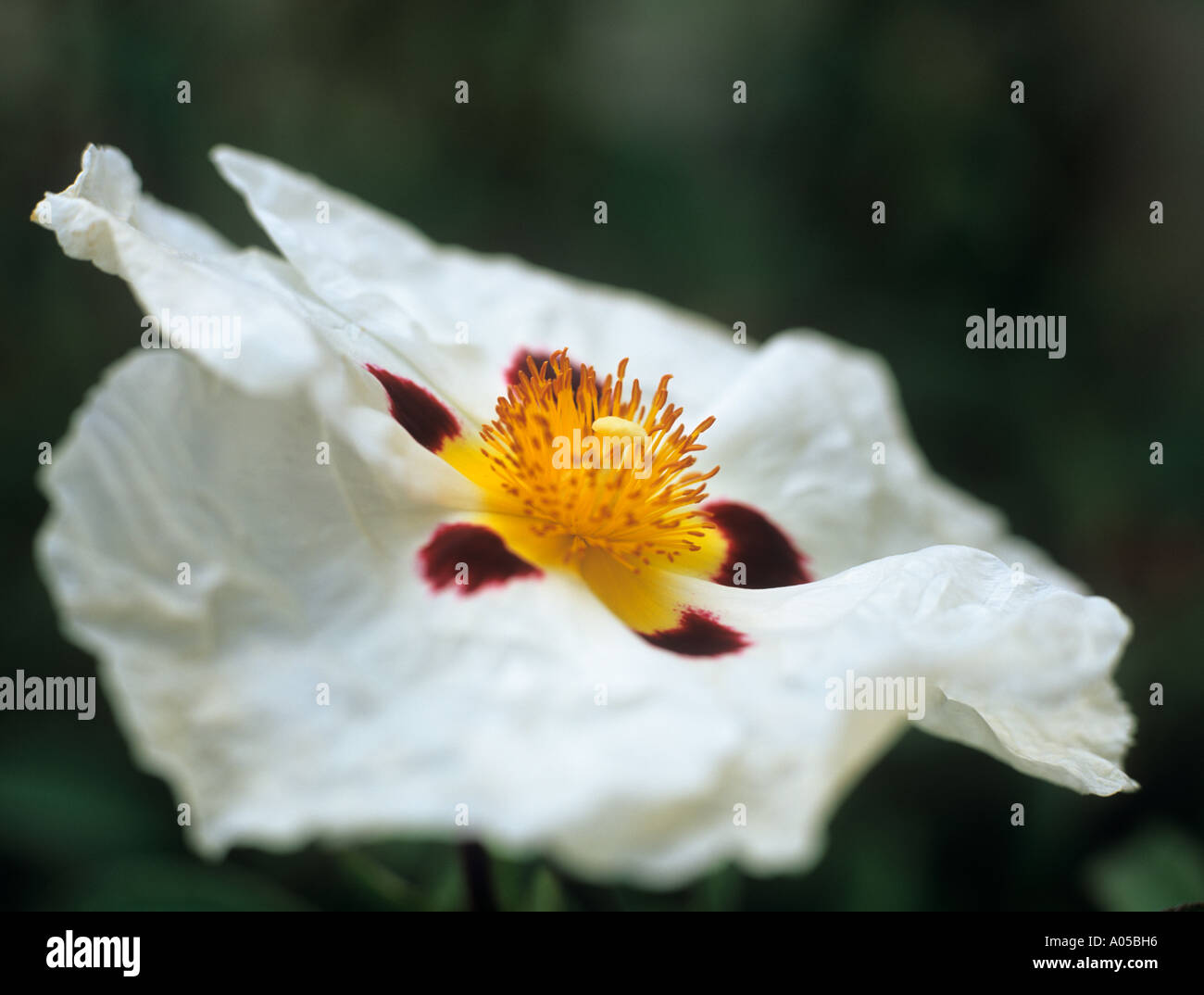 "SUN ROSE" Cistus x purpureus "Alan Fradd" flower UK Stock Photo - Alamy