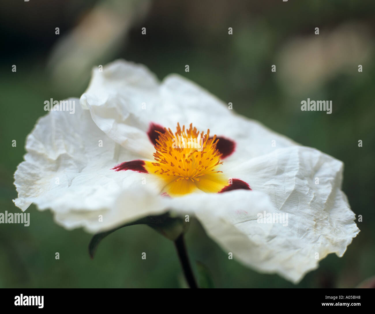 Yellow rose side view flower hi-res stock photography and images - Alamy