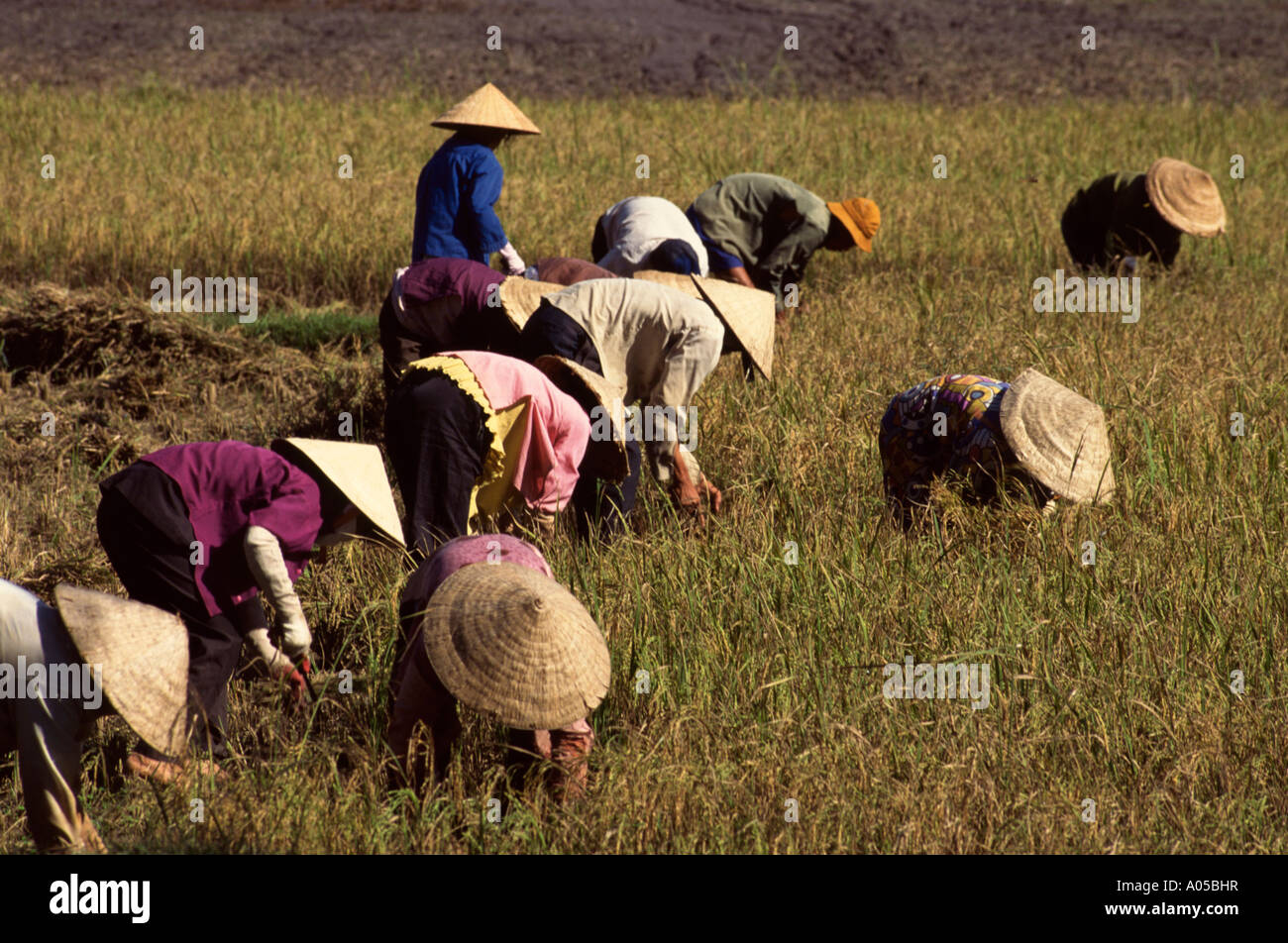 Mekong Delta, Locals Working In Rice Paddy Stock Photo - Alamy