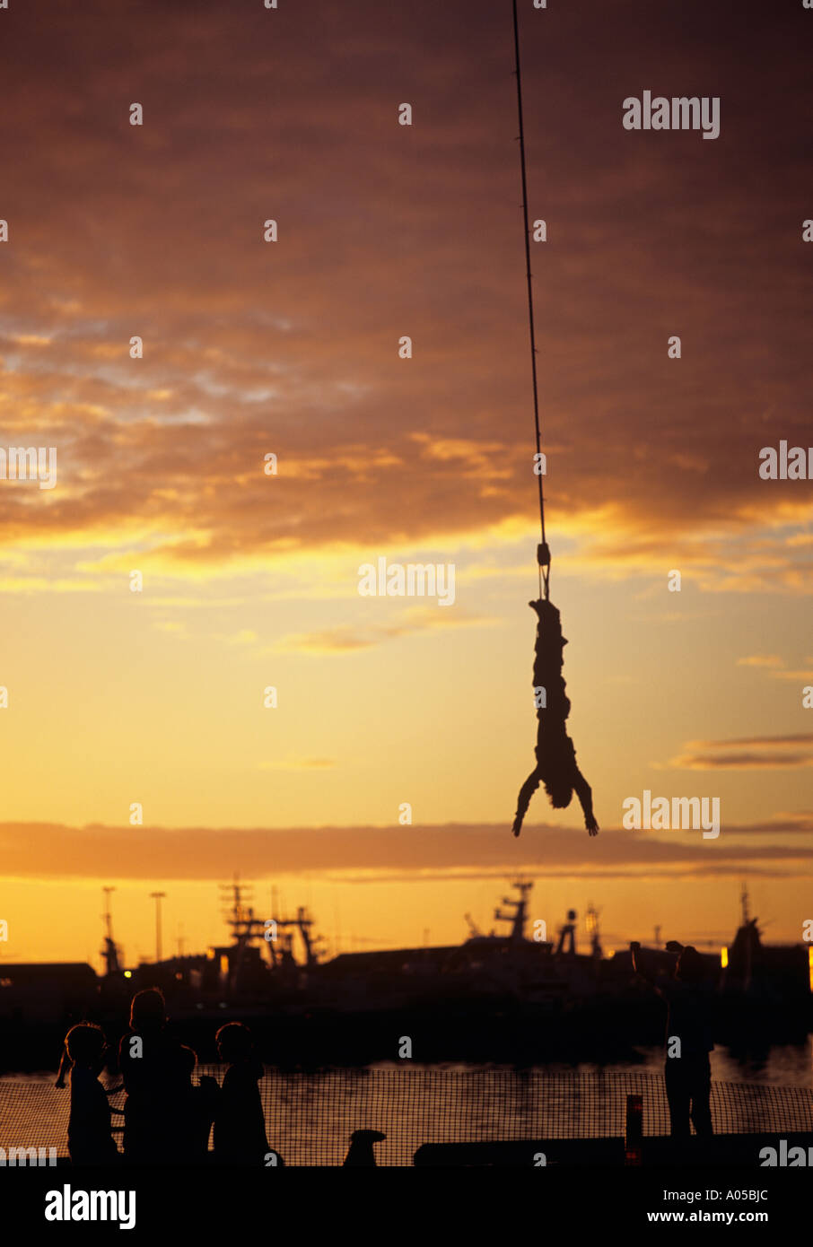Bungee jumping at sunset with a man hanging on a rope upside down ...