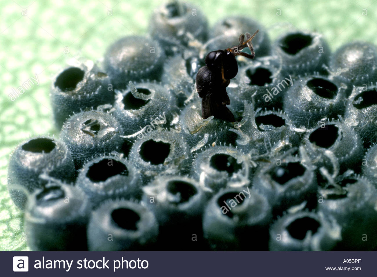 Chalcid High Resolution Stock Photography and Images - Alamy