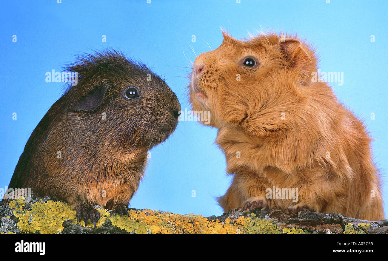 Angora guinea pig hi-res stock photography and images - Alamy