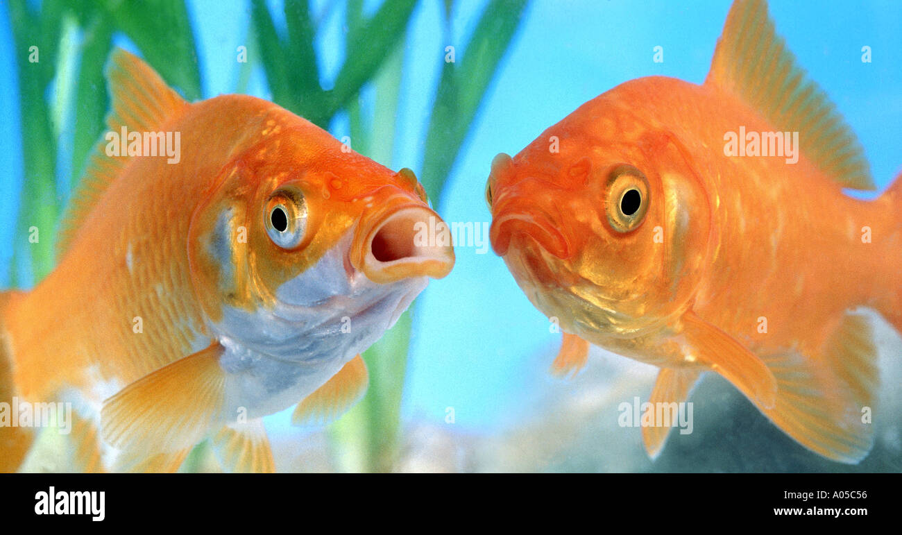 gold fish gold fishes in an aquarium Stock Photo - Alamy