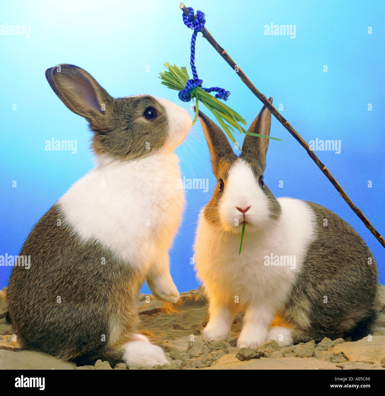 rabbit rabbits eating grass Stock Photo - Alamy