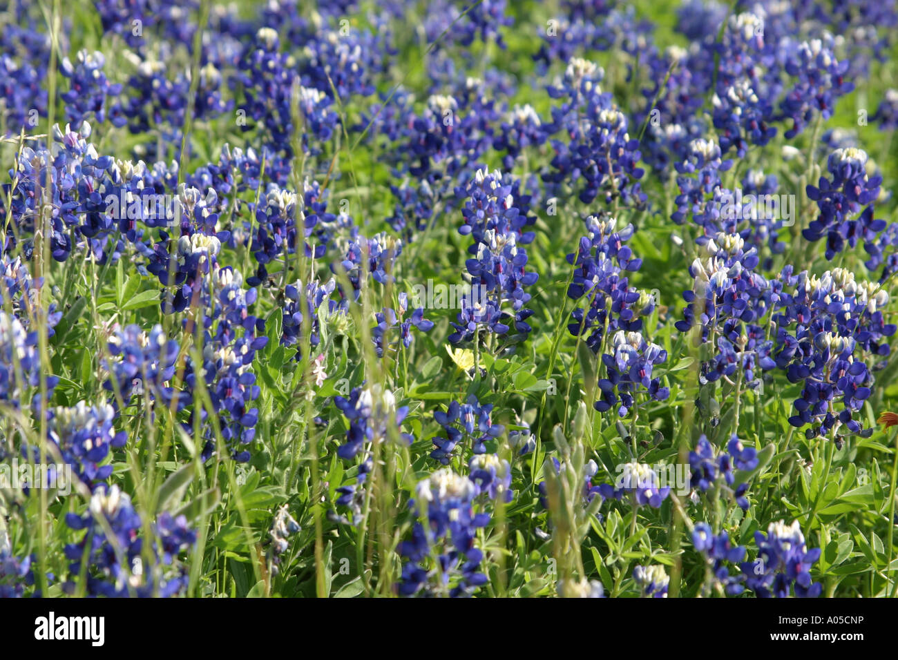 Brenham bluebonnets hi-res stock photography and images - Alamy
