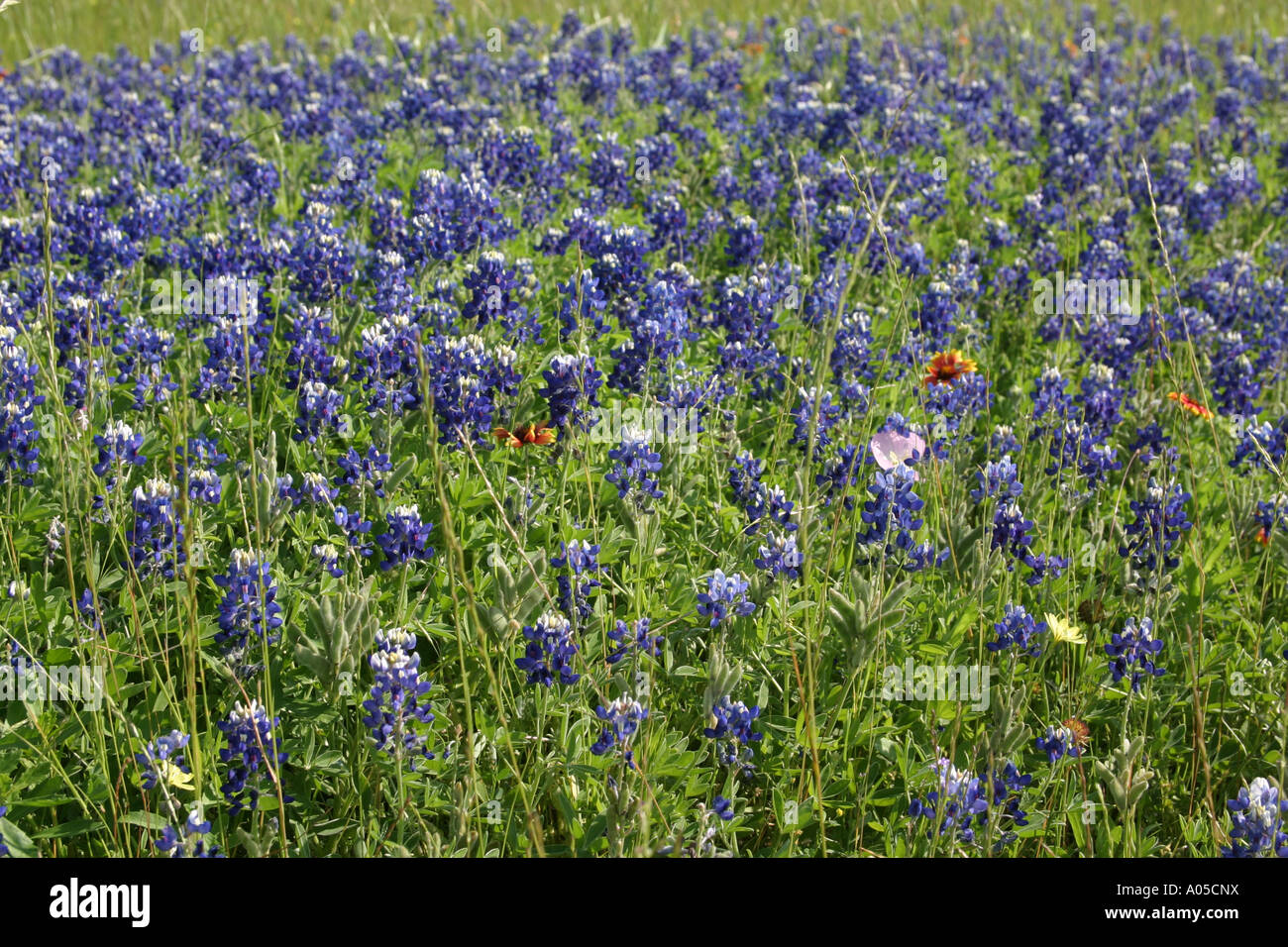 Brenham bluebonnets hi-res stock photography and images - Alamy