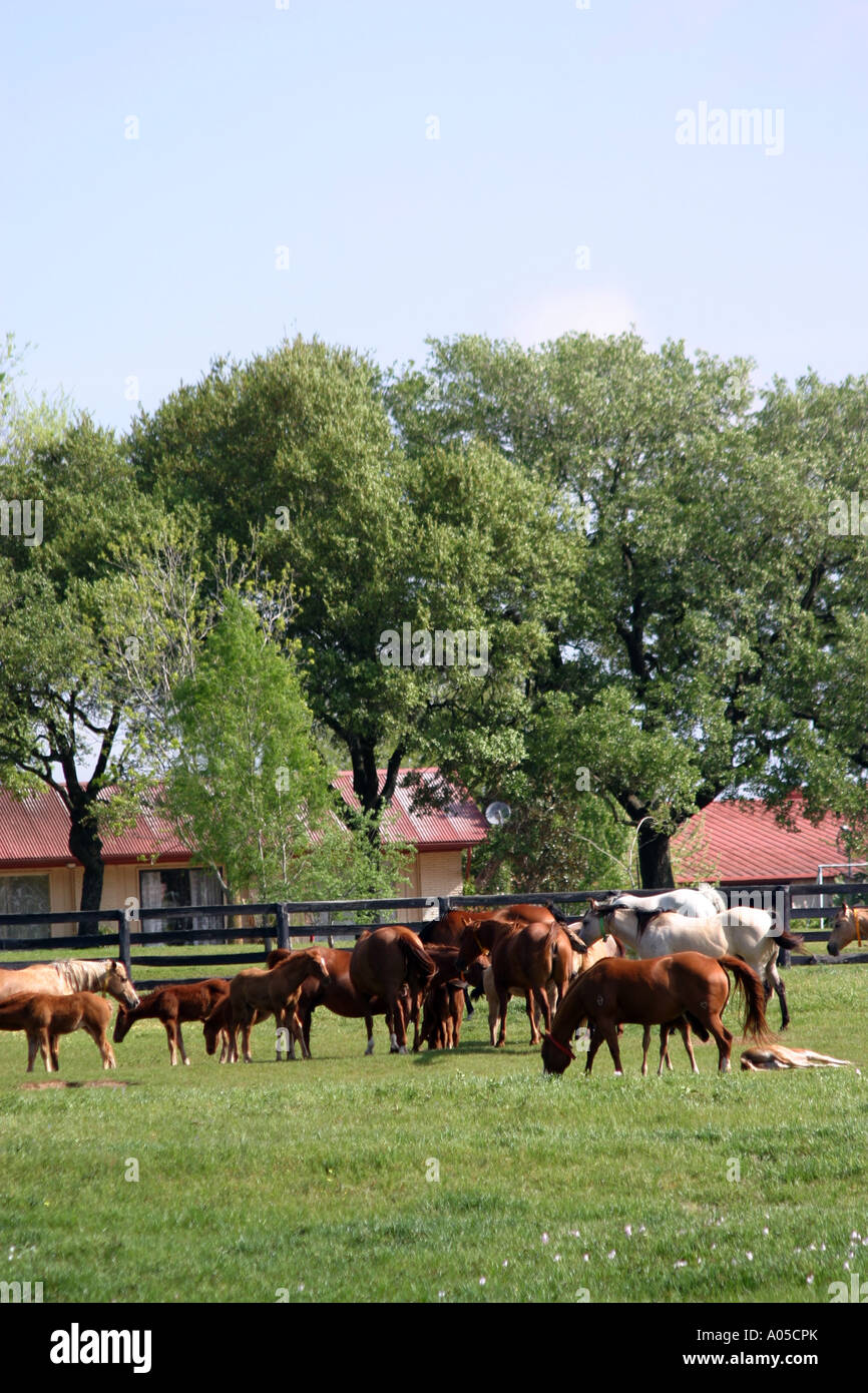Texas hill country horses hi-res stock photography and images - Alamy