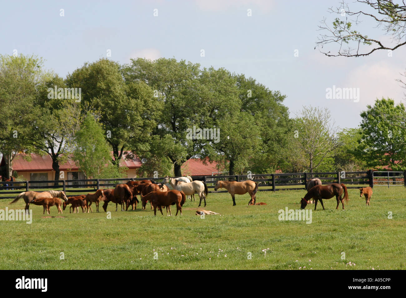 Texas hill country horses hi-res stock photography and images - Alamy