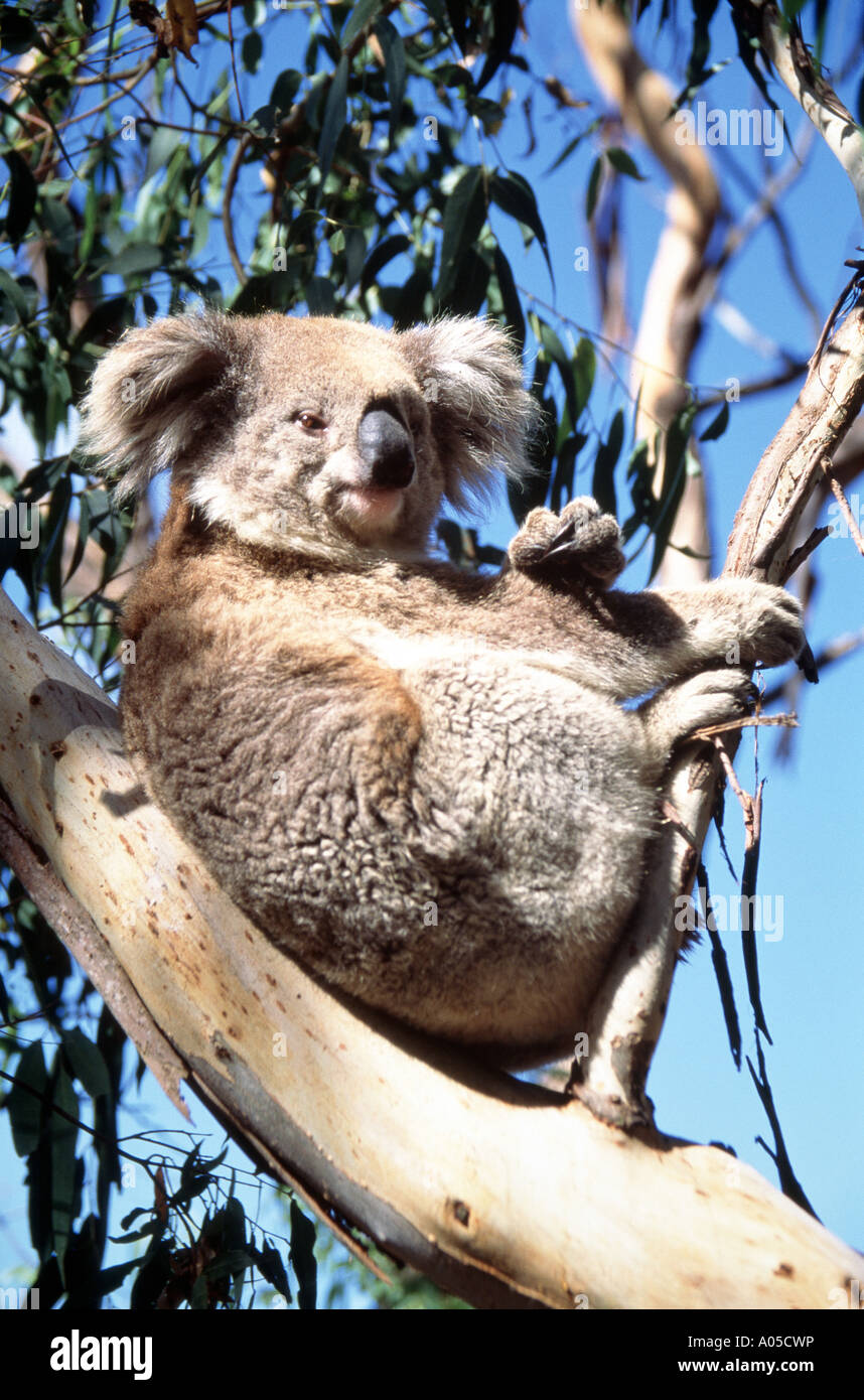 Pclp8567133 hi-res stock photography and images - Alamy