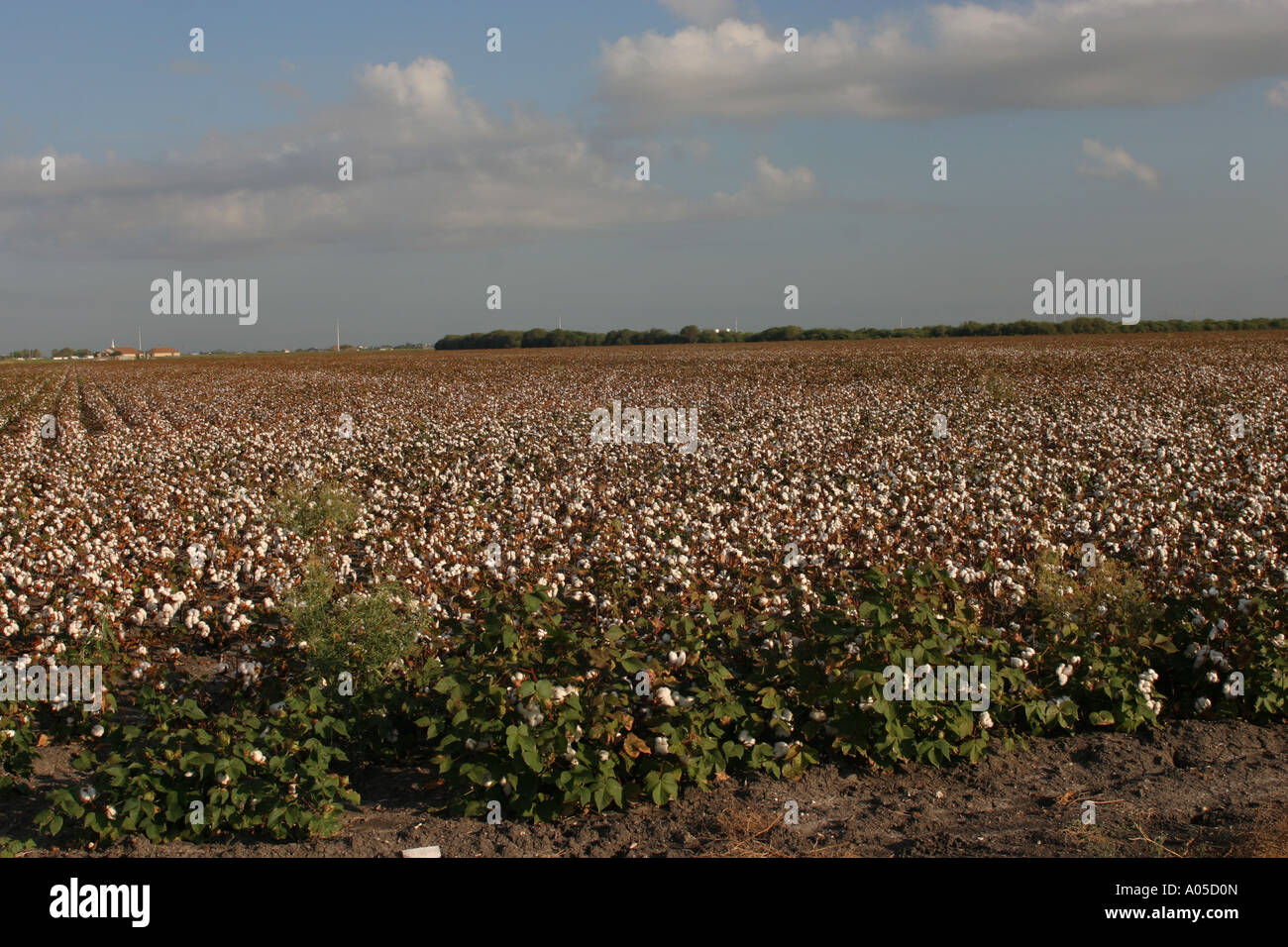 Texas cotton fields hi-res stock photography and images - Alamy