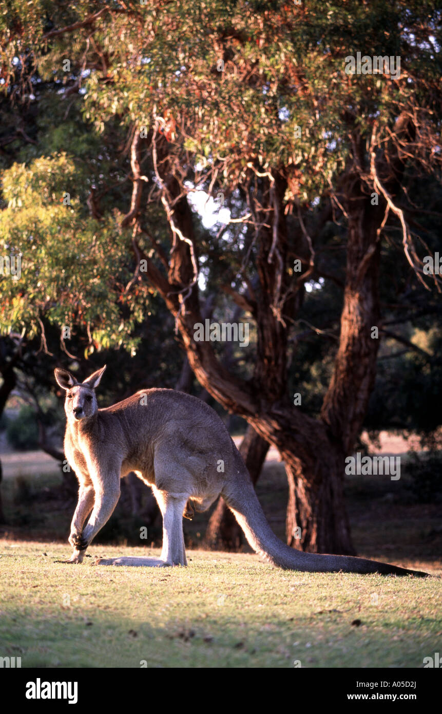 Great Grey Kangaroo Stock Photo - Alamy