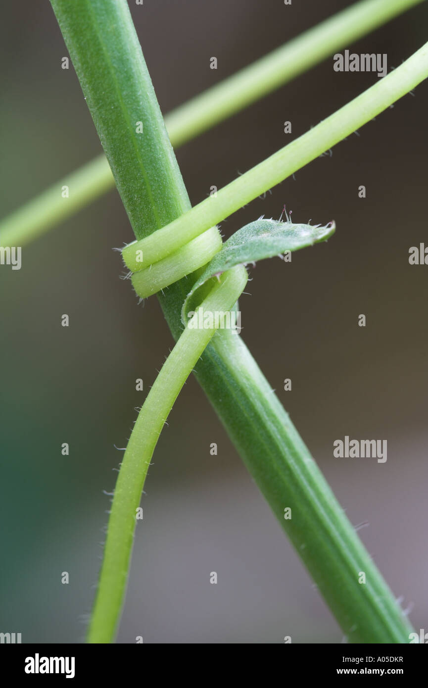 Tendril coil hi-res stock photography and images - Alamy