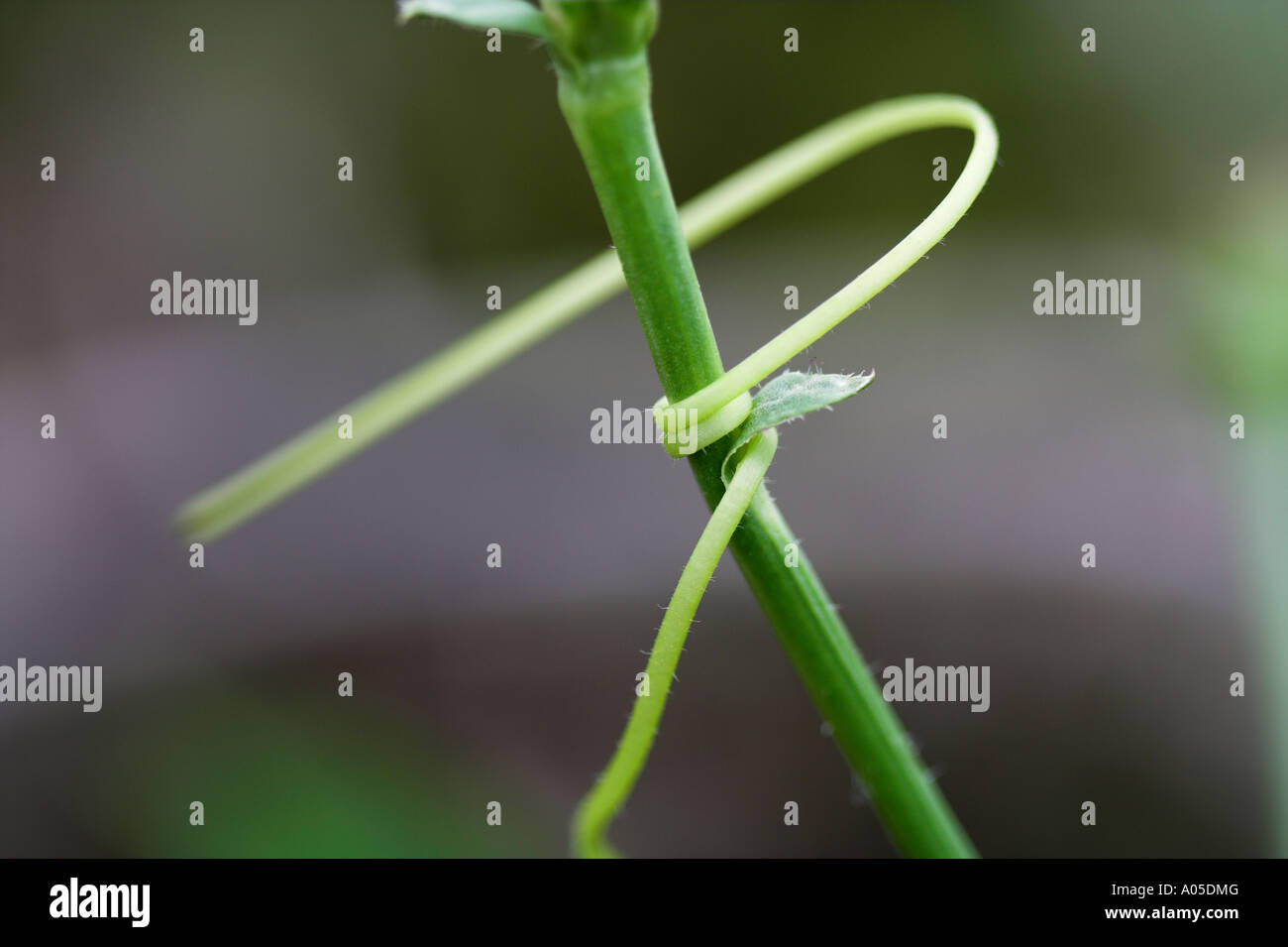 Tendril coil hi-res stock photography and images - Alamy